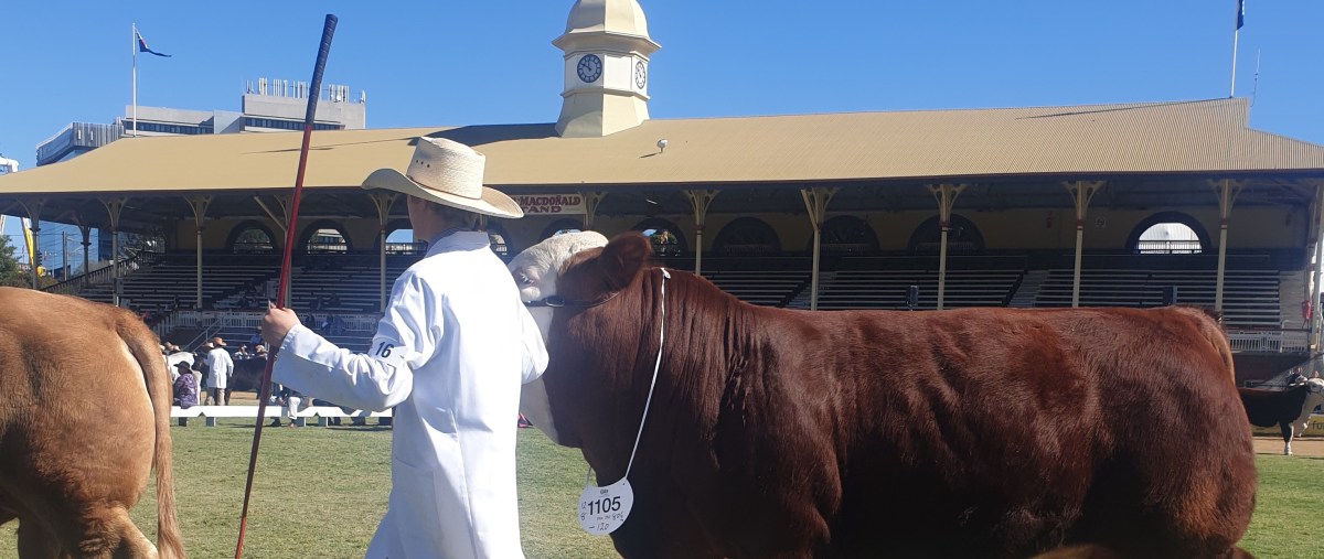 Angus Haynes – EKKA’s Most successful Competitor in the Cattle Section ...